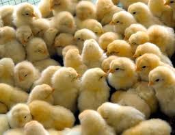 Poultry series: management of day old chicks to maturity in poultry farming