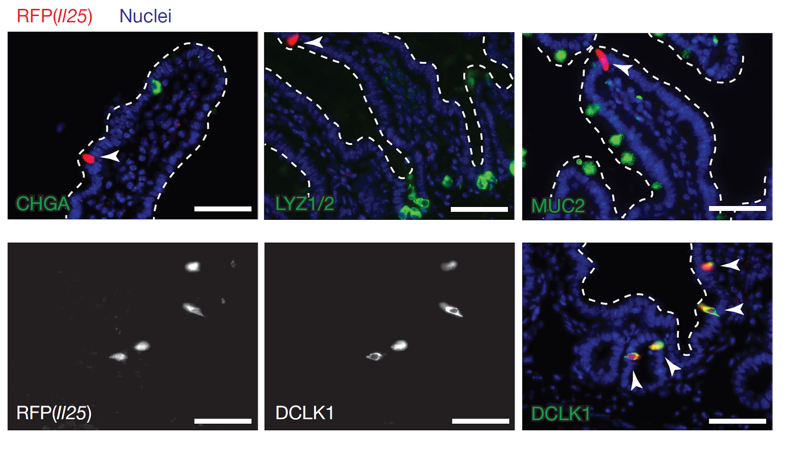 Enigmatic tuft cells residing in intestine constitutively produce type ...