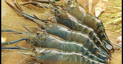 Tips Melakukan Persiapan Yang Baik Sebelum Memancing Udang - Mancing Arena