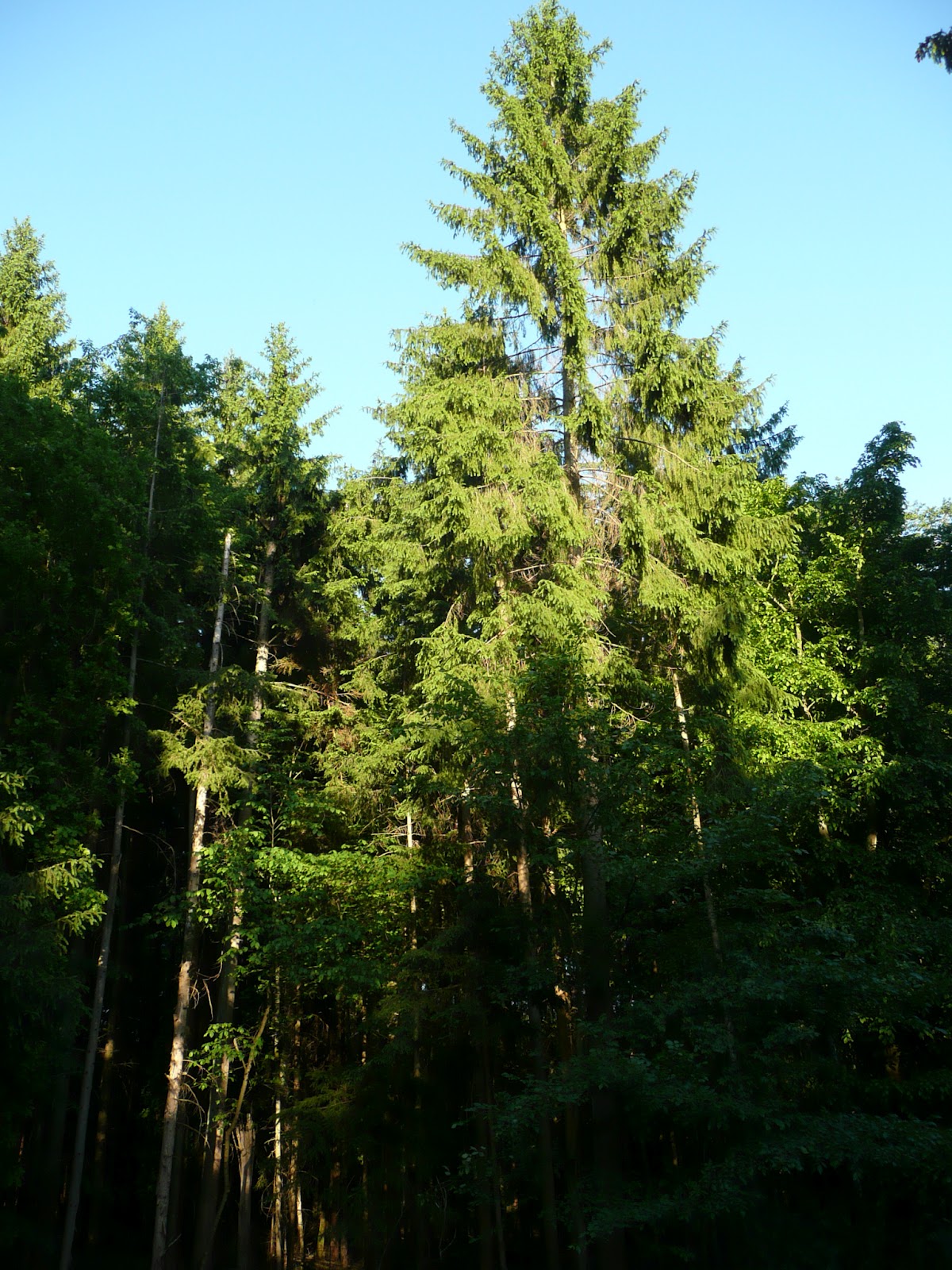 Unterfrankes Welt: Douglasie im Gramschatzer Wald bei Einsiedel