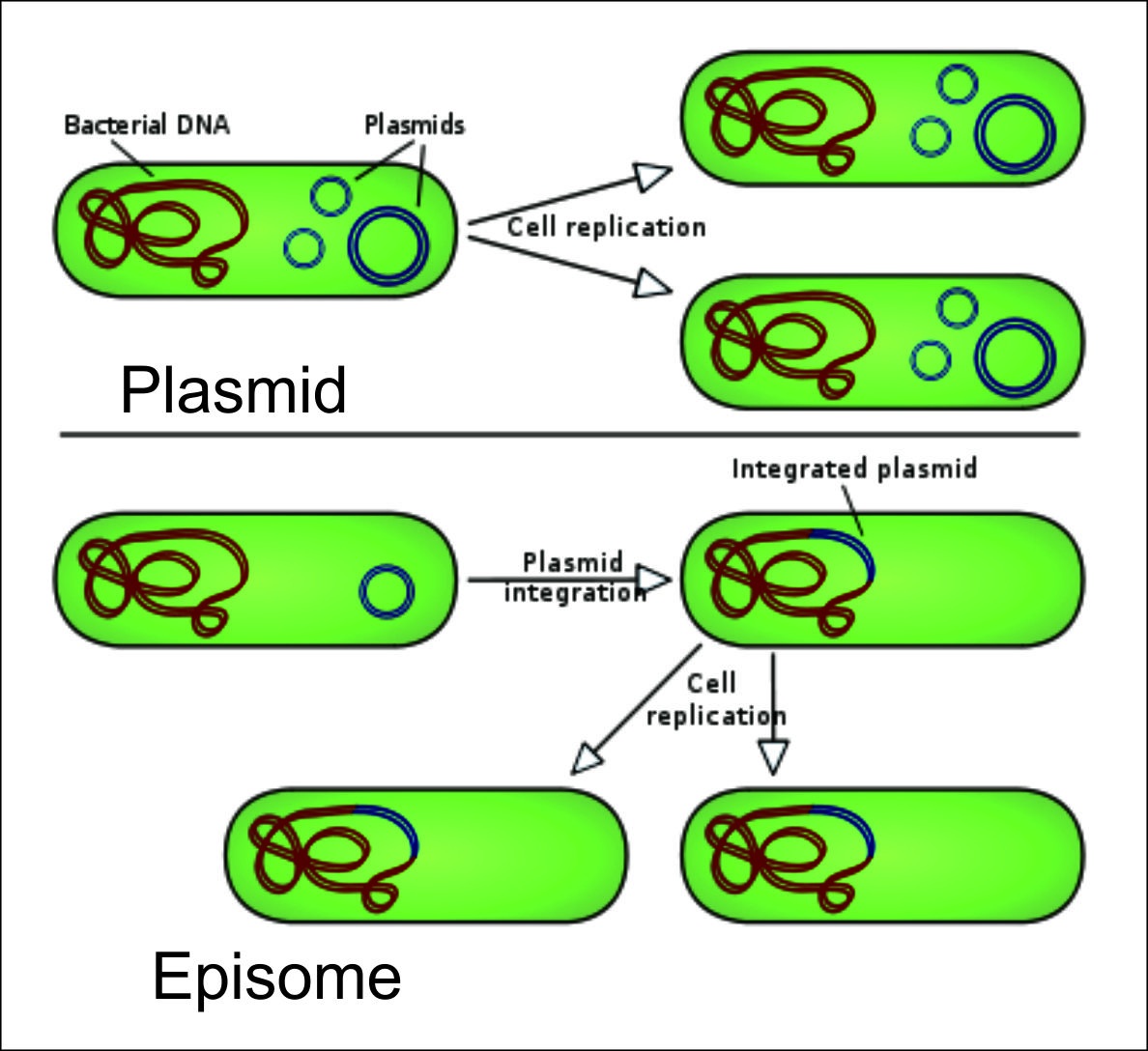 BIOLOGI GONZAGA: TRANSPLANTASI GEN-TEKNIK PLASMID