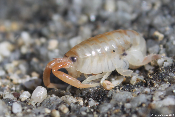 The Natural History of Bodega Head: Beach hoppers, Part 2