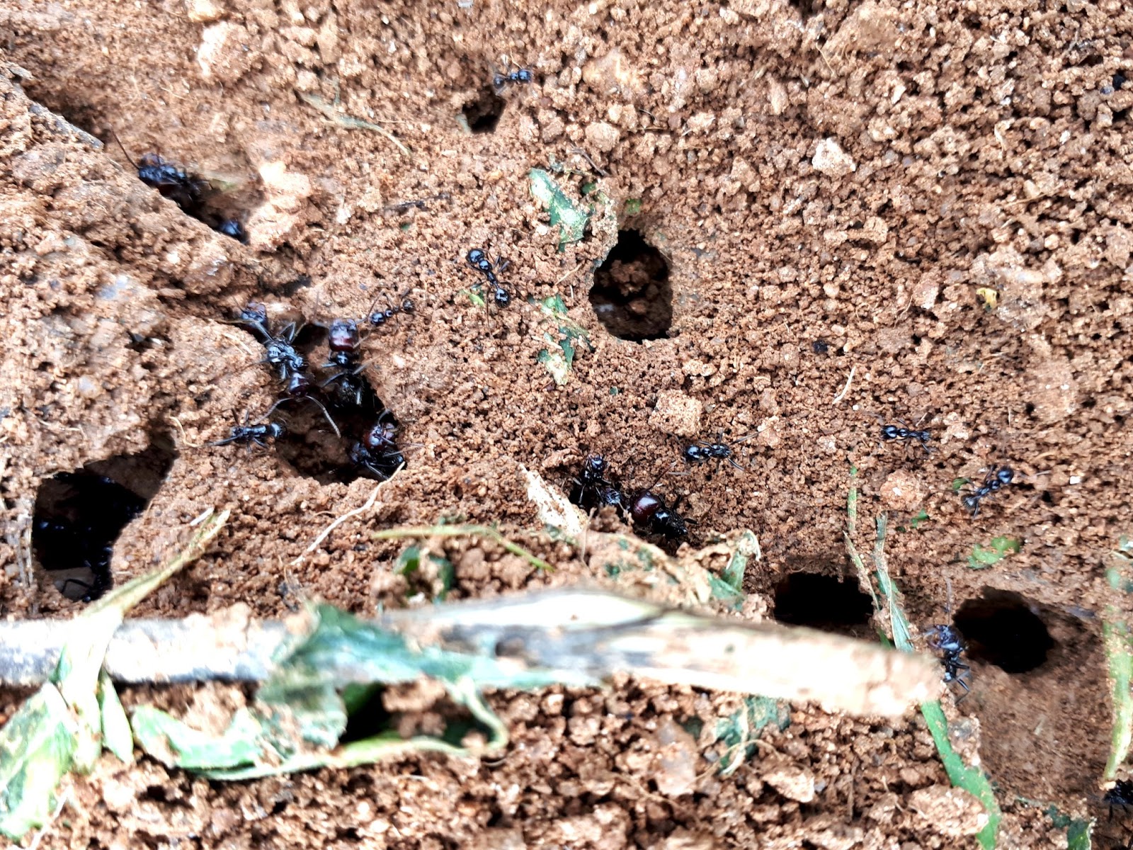 Per què algunes formigues tenen ales?