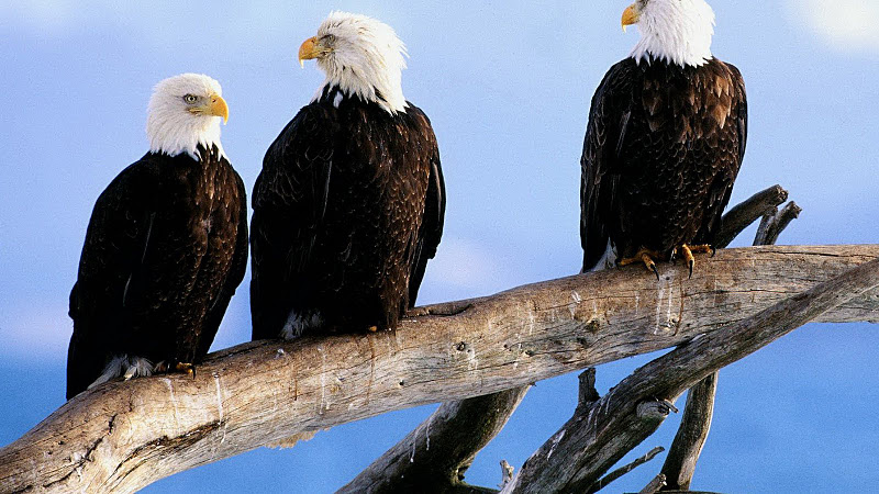 Eagle Wallpapers : High Definition Wallpapers Famous Celebrities ...