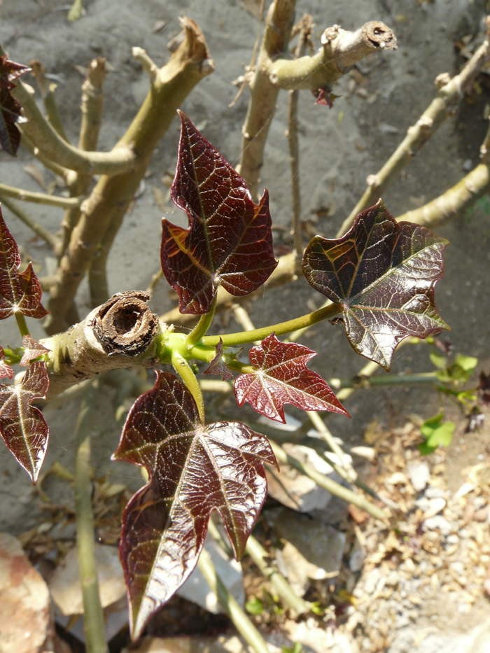 Tatsimo: Jatropha mahafalensis et autres jatropha du Grand Sud
