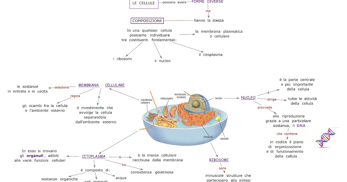 Paradiso delle mappe: La struttura della cellula
