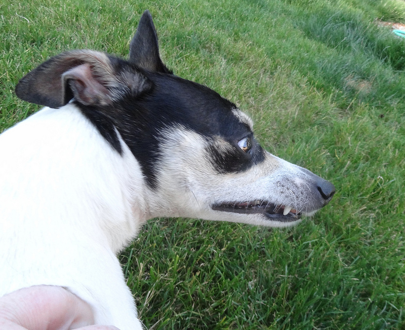 Merry Paws - Training and Fostering: Snaggletooth