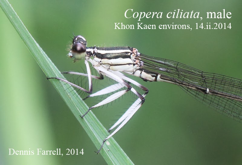 Dragonflies & damselflies of Thailand: 25. Pseudocopera ciliata (Selys ...