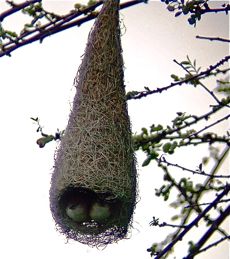 Birds of Bangladesh: The Weaver (Babui).