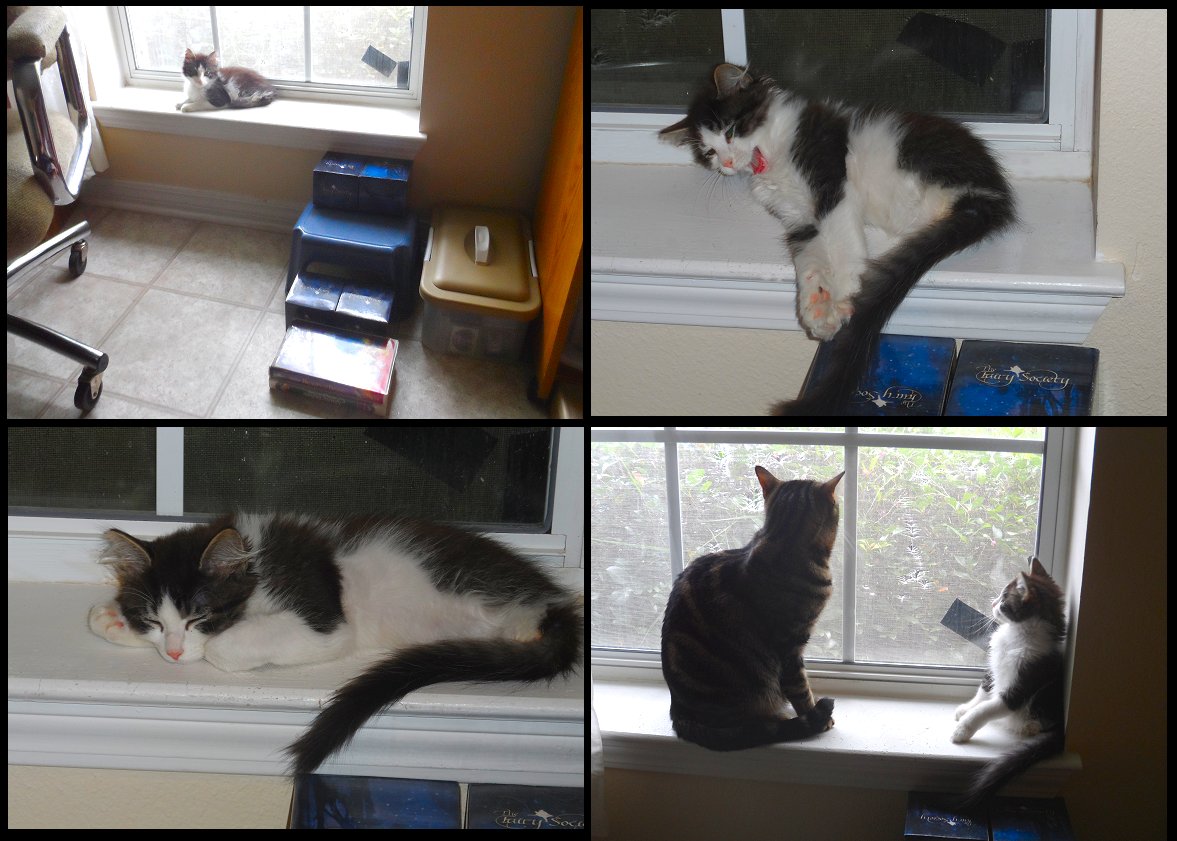 Anakin The Two Legged Cat: Happy First Birthday Anakin ~ Kitten Photos :)