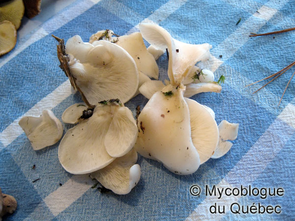 Le Mycoblogue du Québec: LES PLEUROTES
