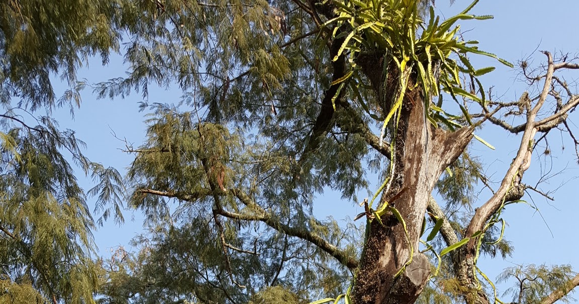 El Curupay, un testigo de nuestra independencia