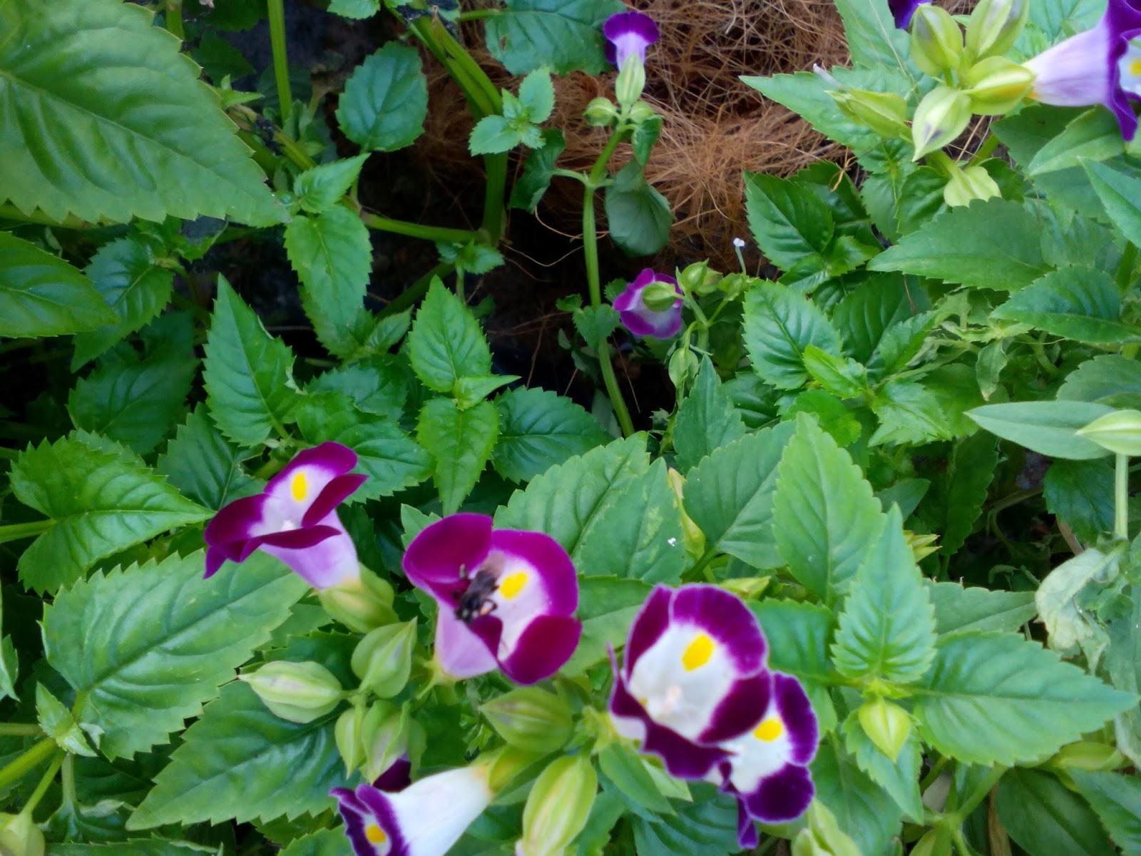 My AGRI LOG: PEMERHATIAN MENGENAI BUNGA-BUNGA YANG DIMINATI OLEH LEBAH ...