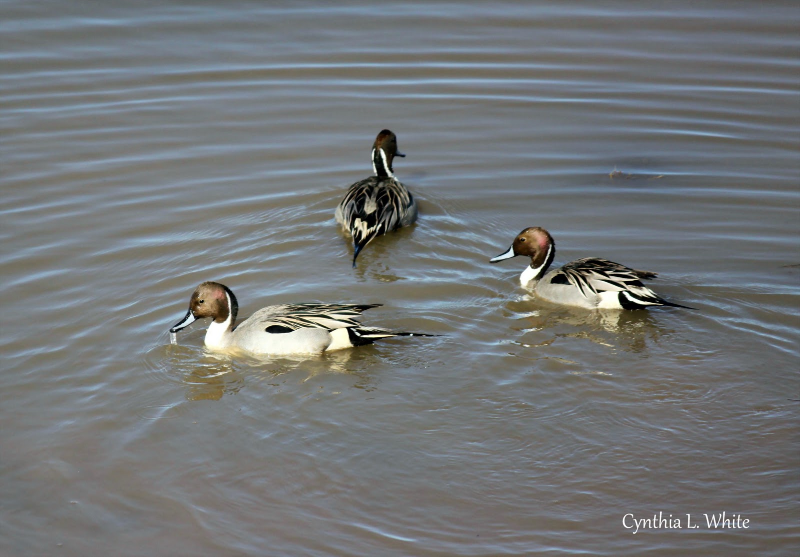 Preskittgurl: Northern Pintail - Wings on Wed.