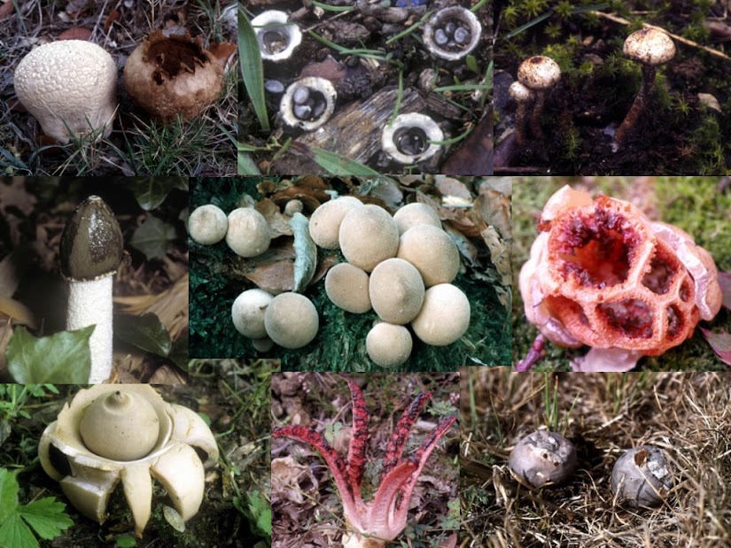 Guía de Setas y Hongos de Navarra.: Grupos Hongos