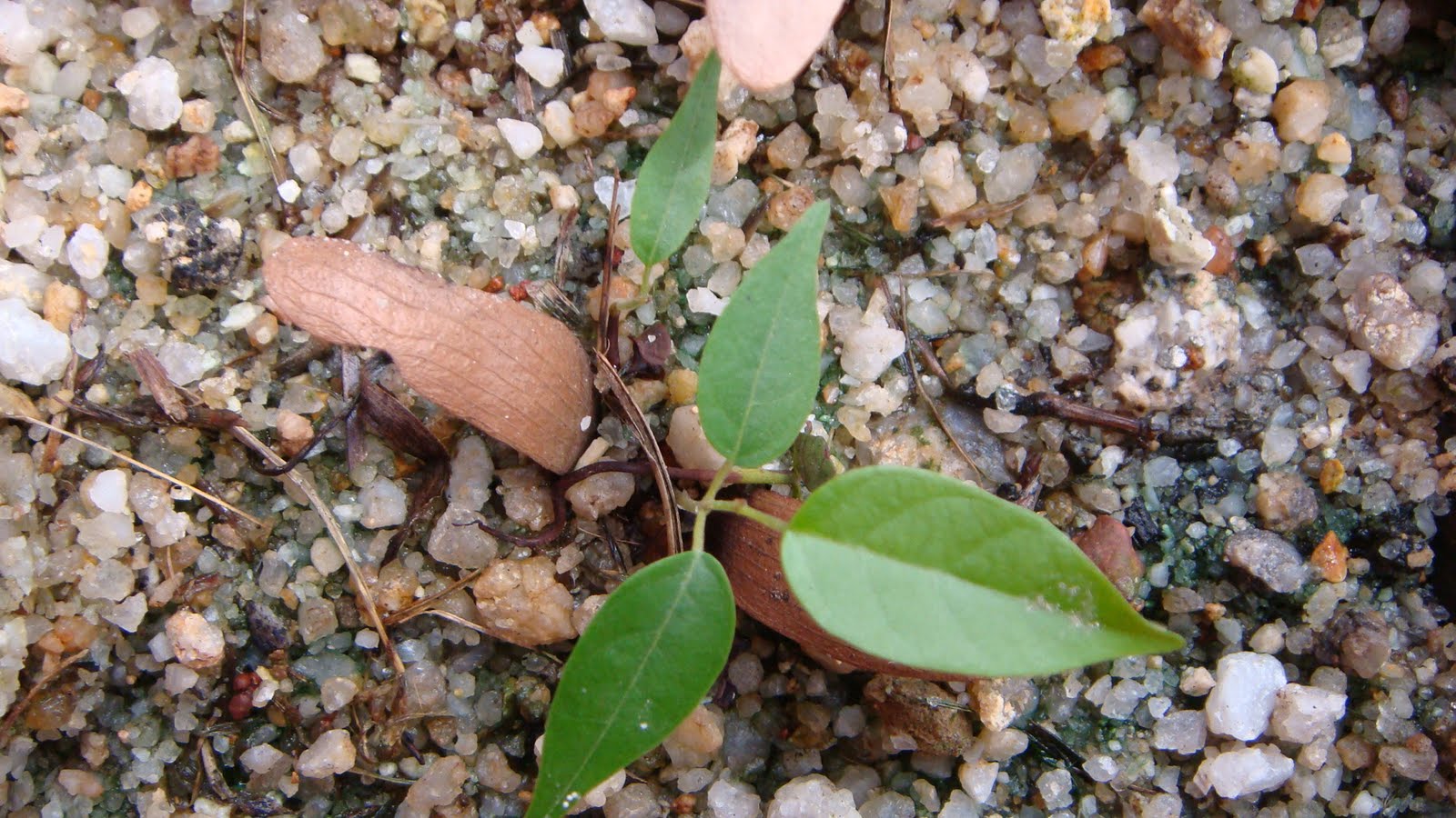 Happy plant: Hopea odorata-seedling