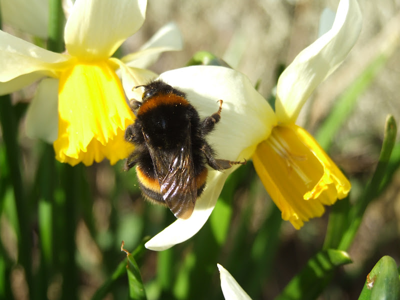 Fair Isle: Bumble Bee? rare bee? or not rare bee? that is the question?