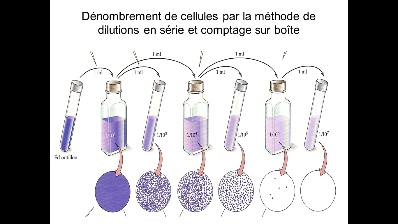 croissance bacterienne - bienvenue dans le sites web de partage de ...