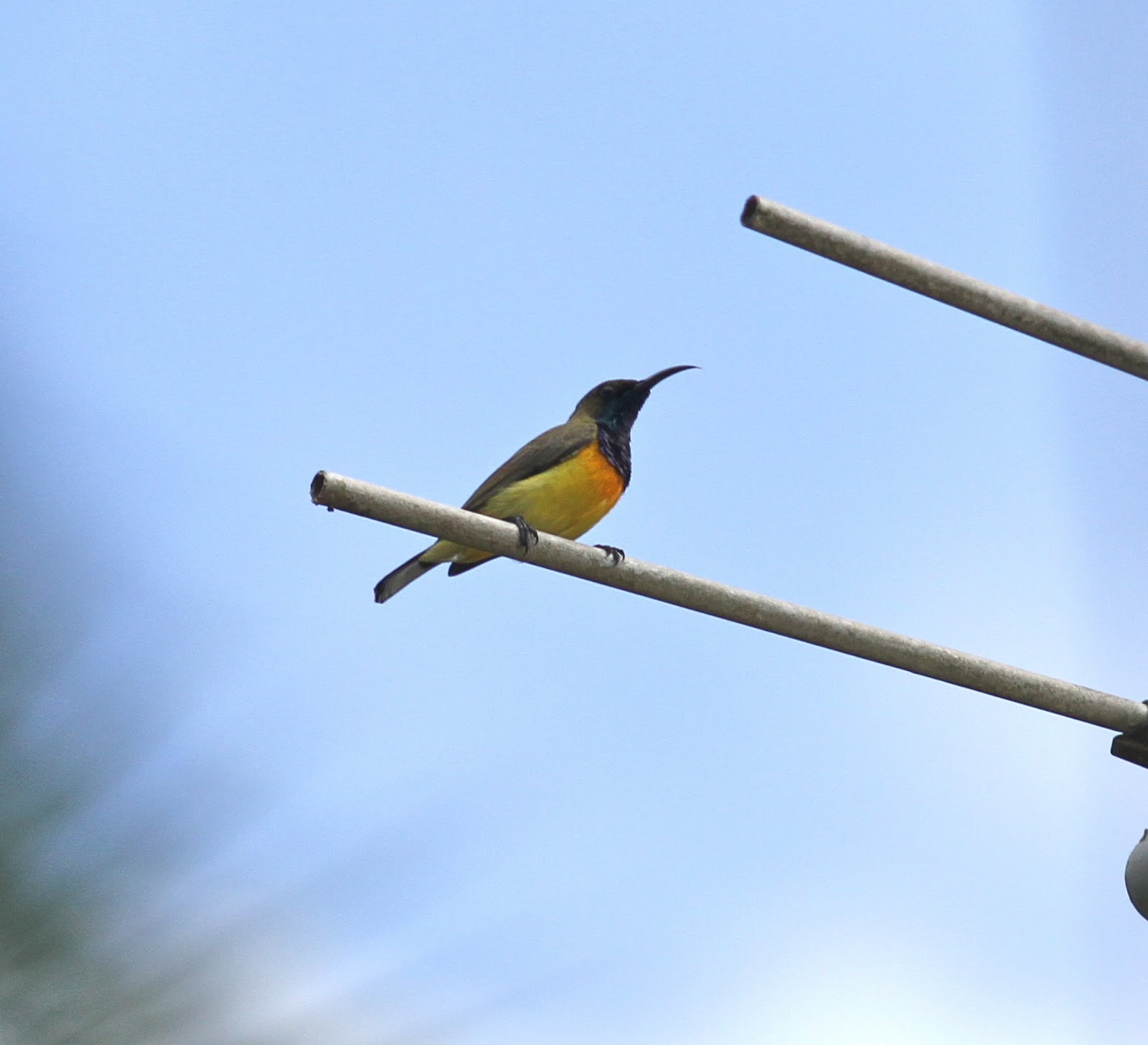 A Birder in The Philippines: Negros, Dumaguete - 18th December