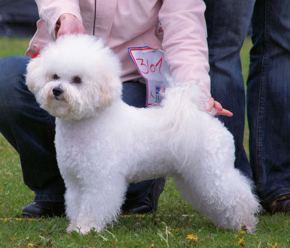 Essencial Vet: Bichon Frisé