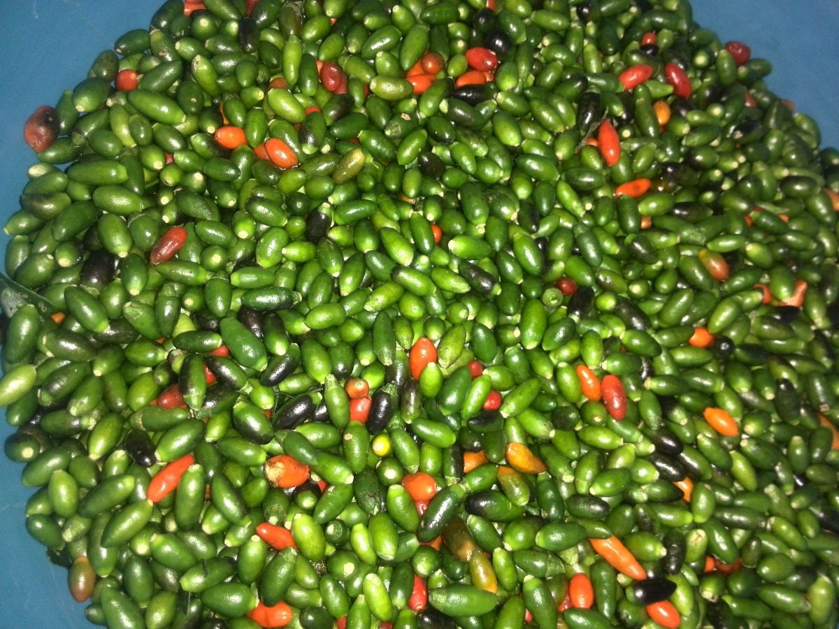 Chiles de México: Valle central de oaxaca