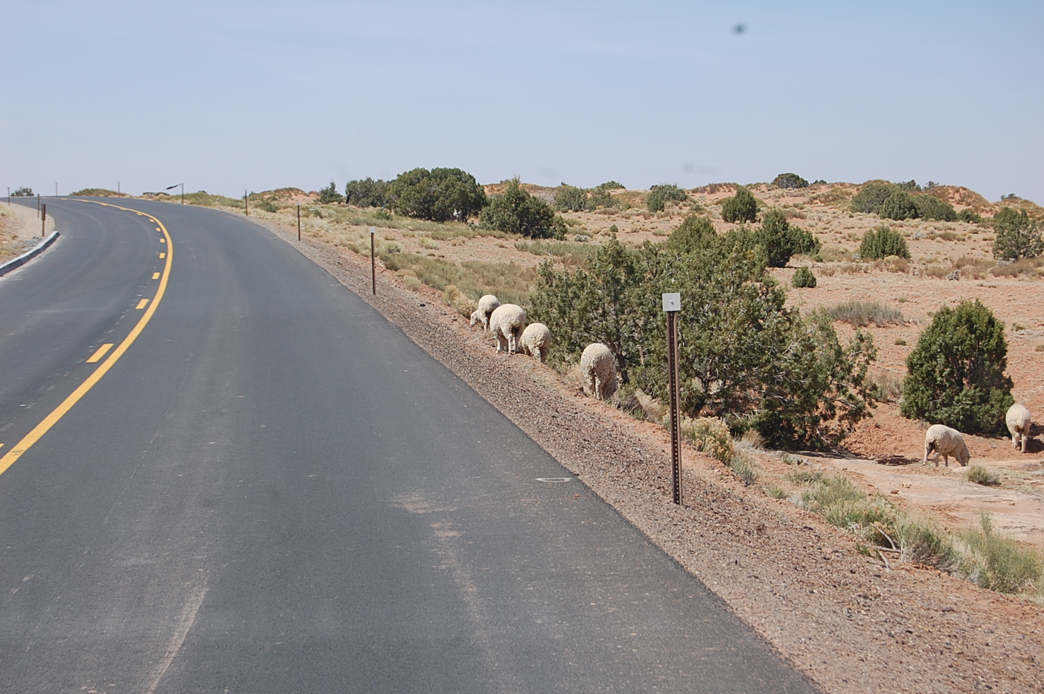 Booker: Utah to Arizona: the roadkill route