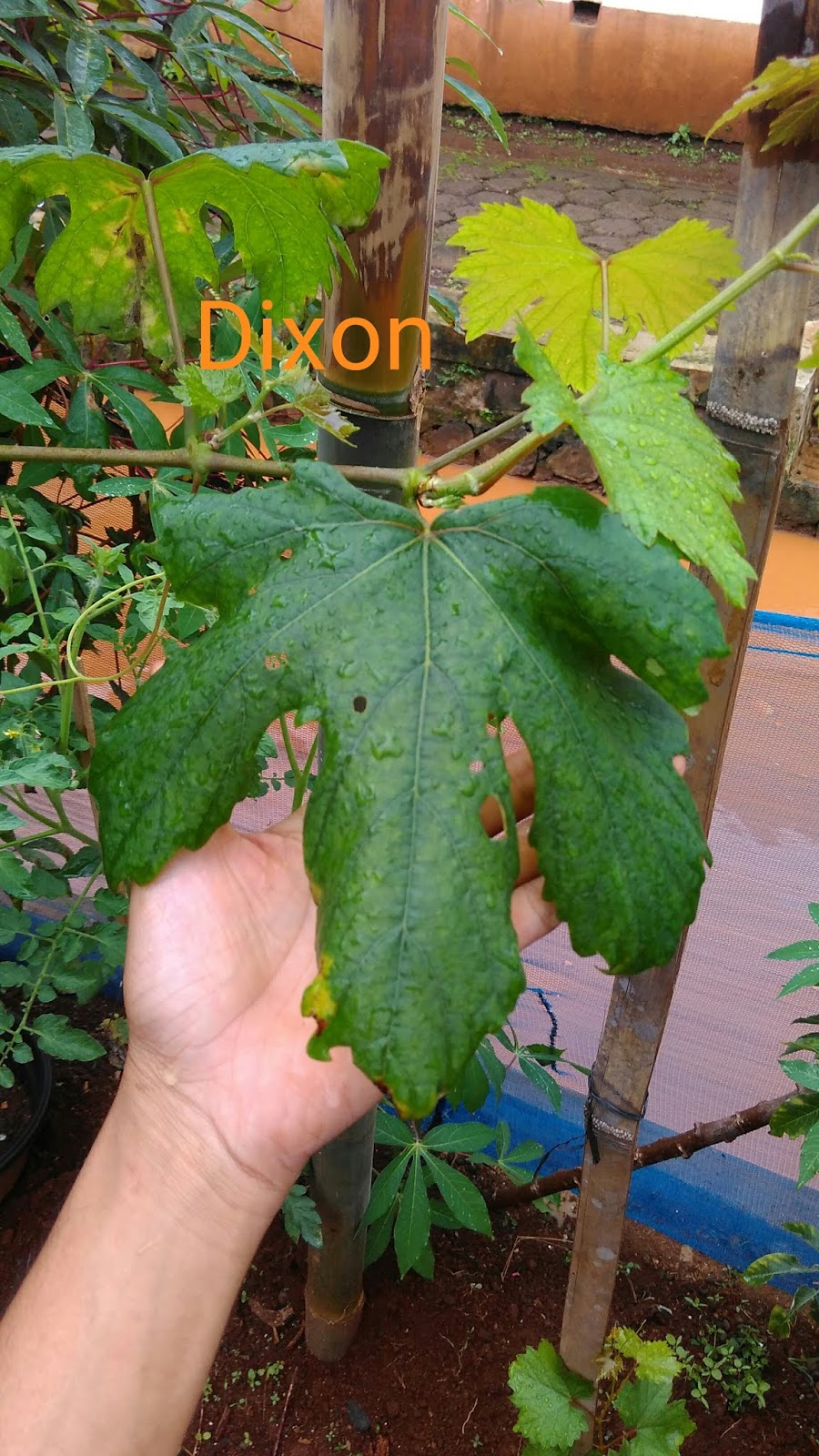 Mengenal Berbagai Jenis Anggur Dari Bentuk Daunnya | Batang Anggur