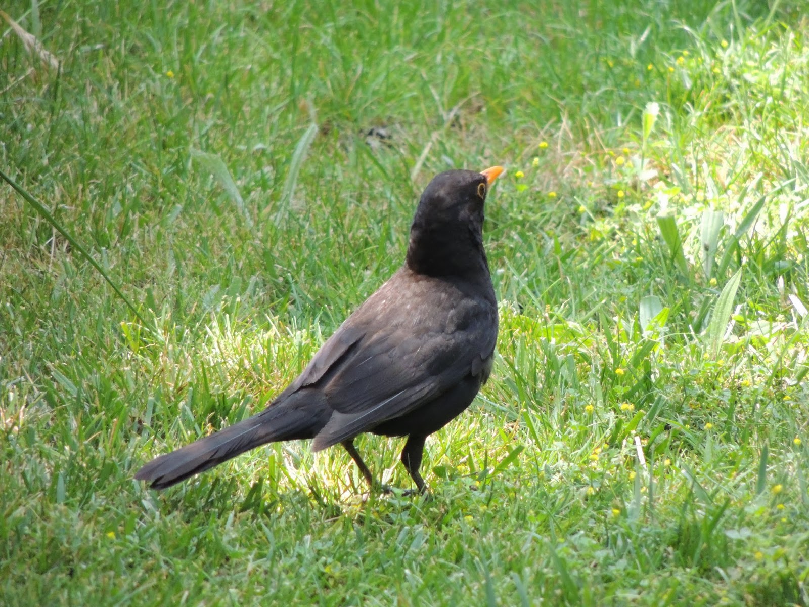 Relatos Naturalistas: EL MIRLO COMÚN