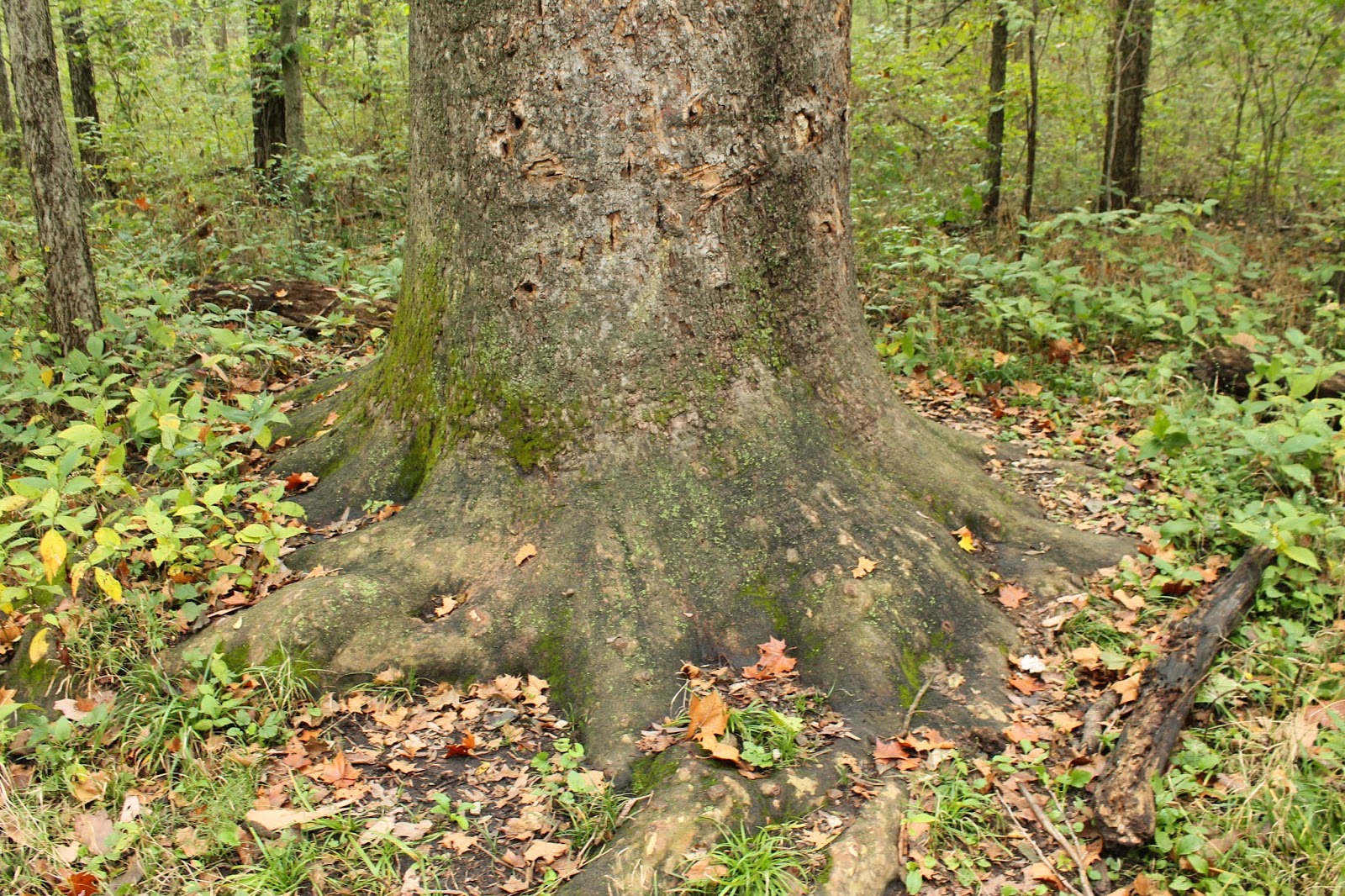 Nature Devotions : American Sycamore Root Foot print