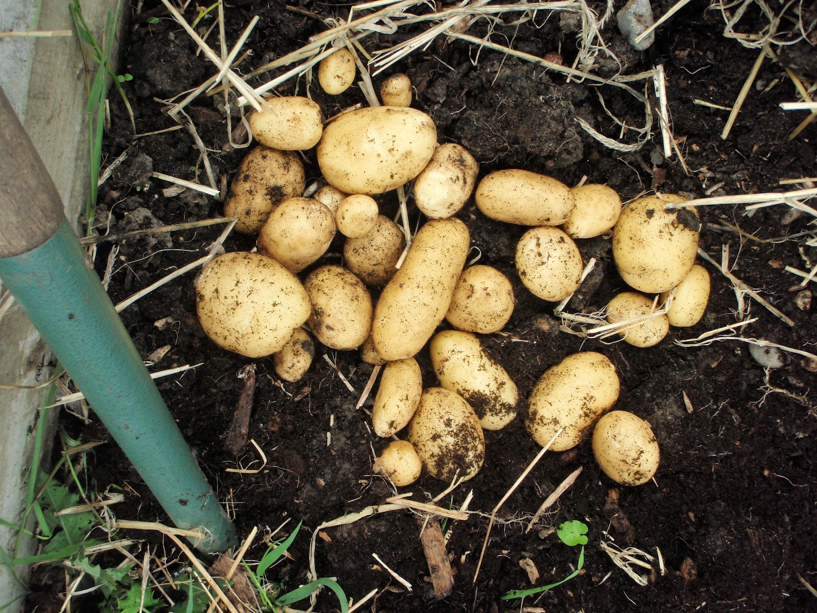 Gourmet Gardening: April 2012