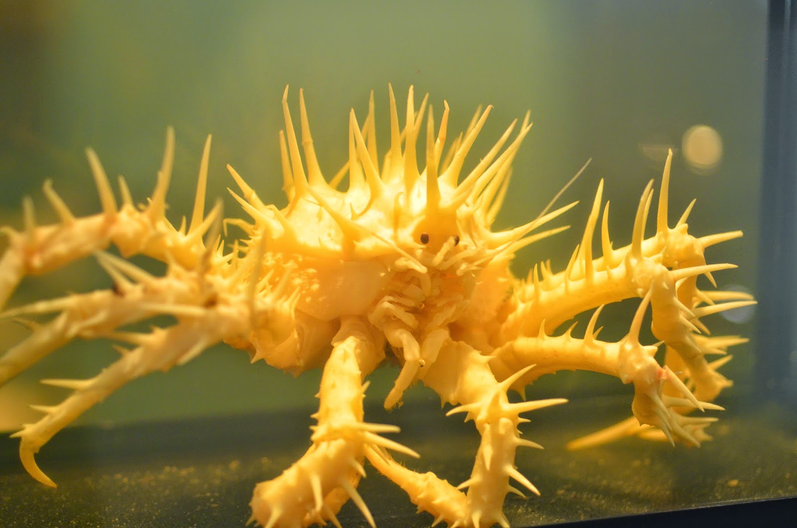 Virginia Fishes: Deep Sea Fishes and Inverts: A Look Into "Beyond the ...