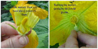 The Intrepid Gardener (gardening 101): Netting, bugs and hand pollination