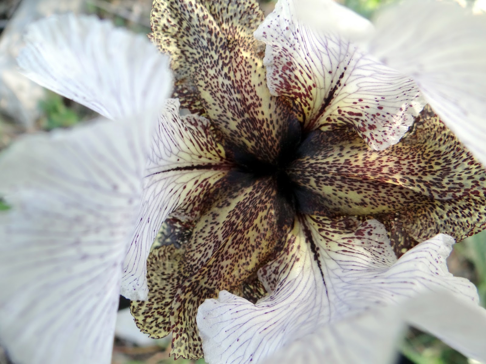 PazzaPazza: WILD IRIS - IRIS NAZARETH
