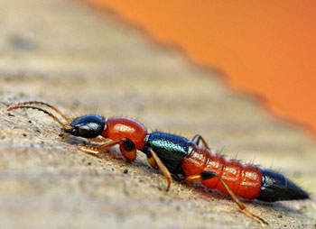 Tomcat dan Cara Mengatasi Serangga Tomcat