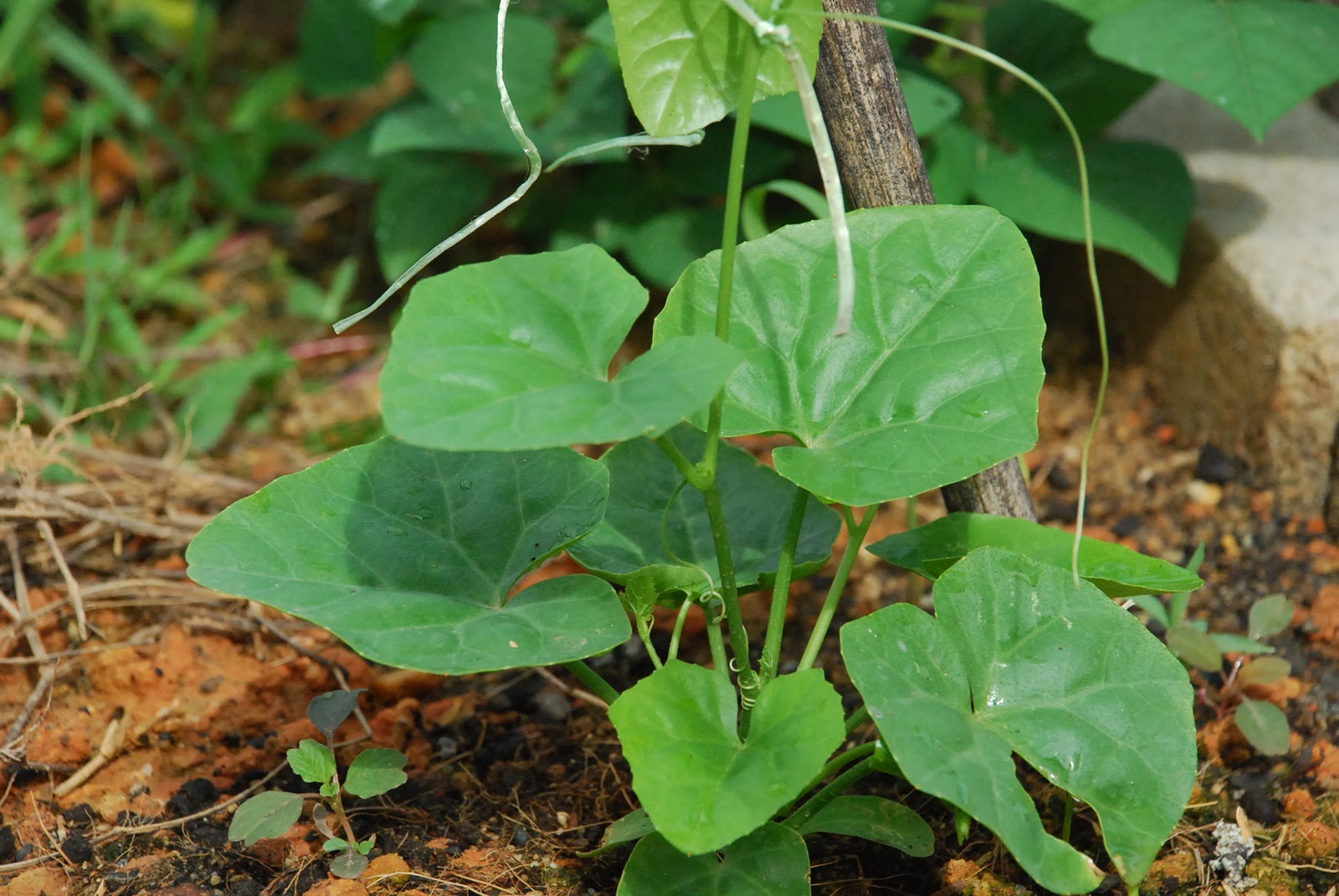 My little vegetable garden: Timun tikus (Zehneria) got me worried