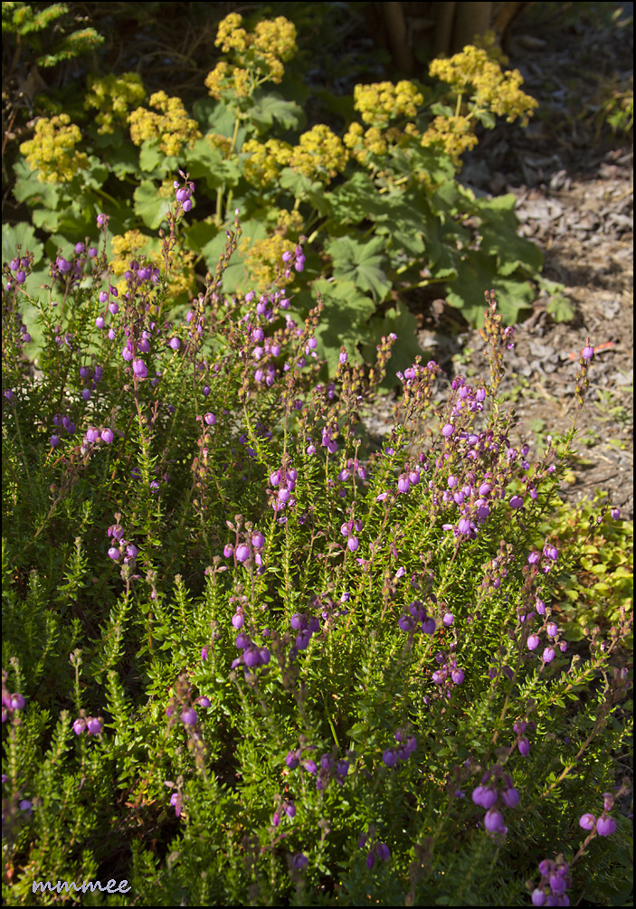 My Garden: August gardening on the West Coast