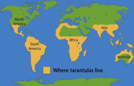 About Animal Tarantula - Animals Point | DaddyFile