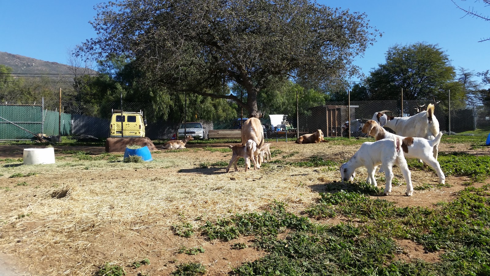 Life on the Farm: Farm Babies Grow-up Fast