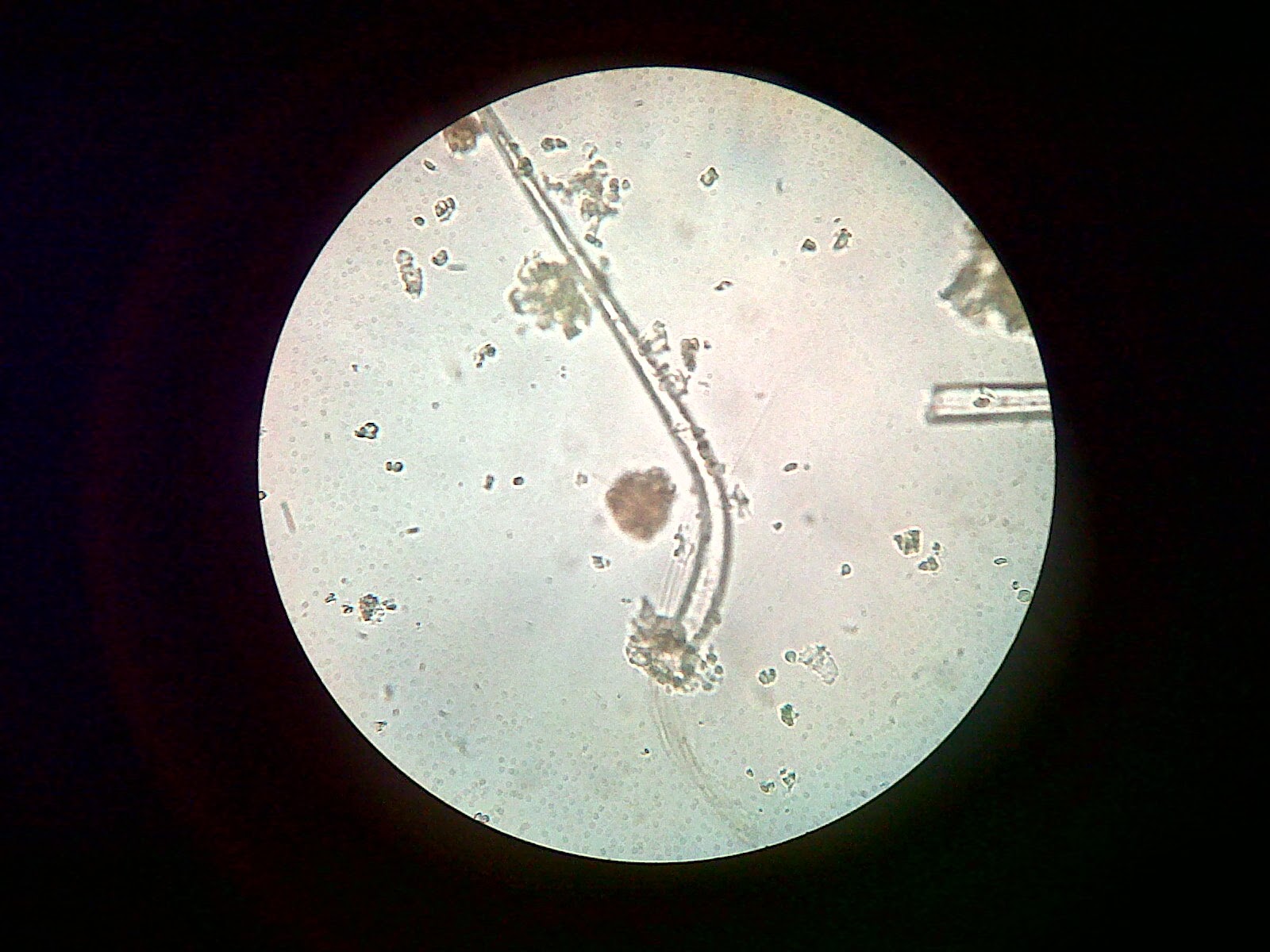 @SusantocR7: Farmakognosi - Simplisia