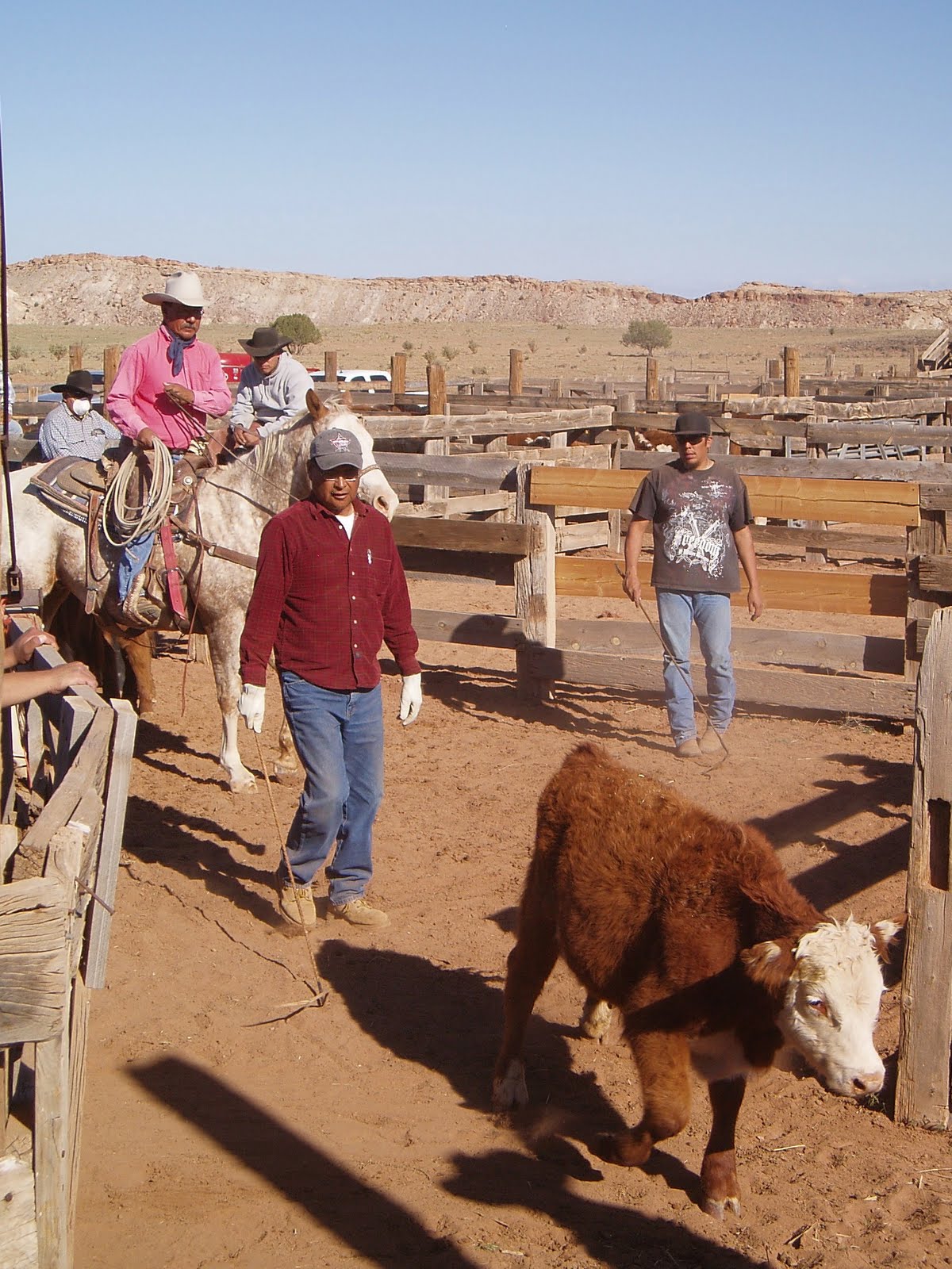 HORSES FOR HEROES New Mexico - Cowboy Up! 505-798-2535: Sedillo Cattle ...