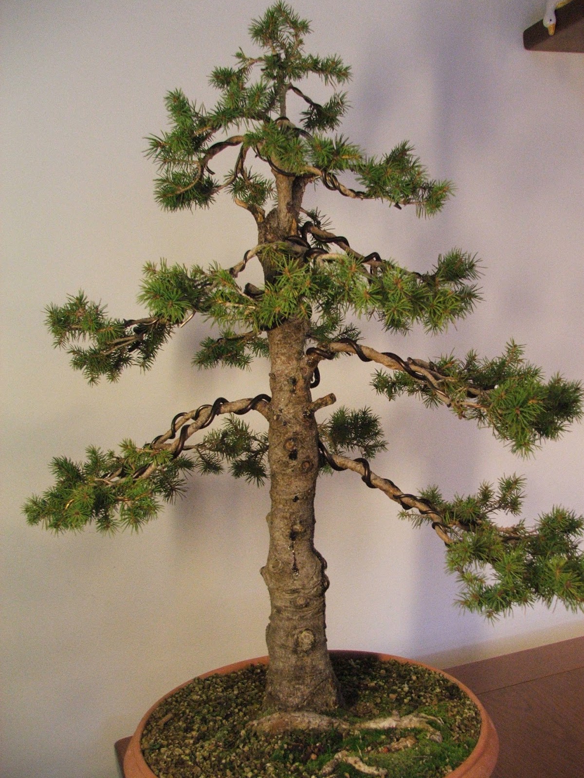 Evoluzione Bonsai : Bonsai di Picea Glauca Albertiana - White Spruce