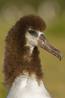 funny animals: November 2011