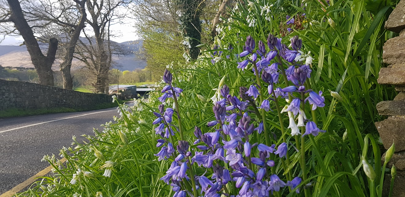 Listowel Connection: Memories, Lord Listowel, Comic Con , An old ...