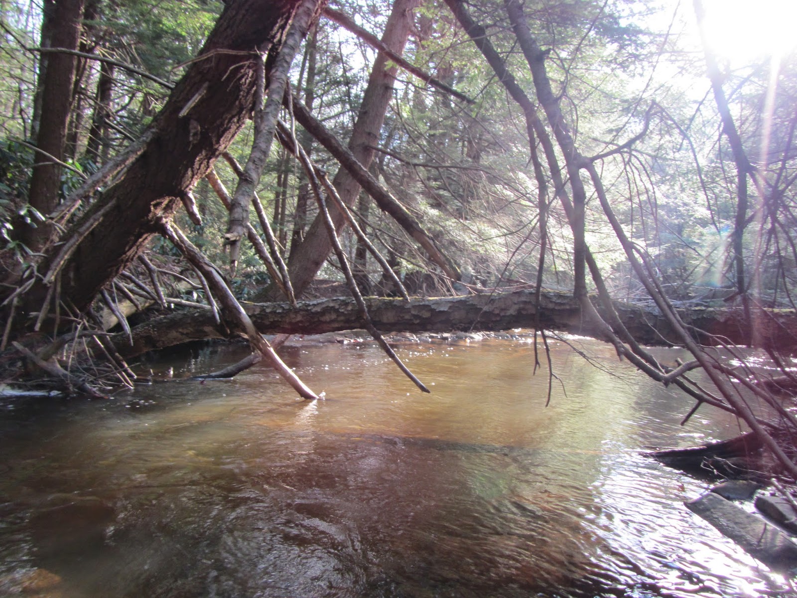 Western Maryland Fly Fishing: Brookies on The Upper Savage River ...