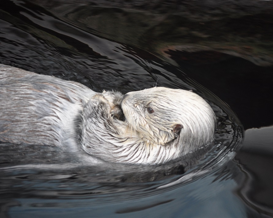 ZOOTOGRAFIANDO (MI COLECCIÓN DE FOTOS DE ANIMALES): NUTRIA MARINA / SEA ...