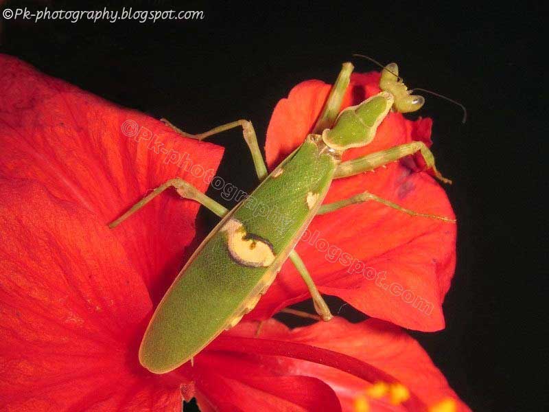 Jeweled Flower Mantis-Creobroter gemmatus | Nature, Cultural, and ...