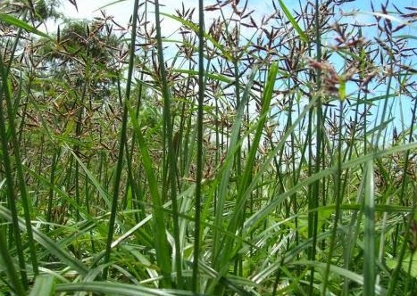 SAPICOOL.BLOGSPOT.COM: Macam Macam Rumput Liar dan Manfaat nya