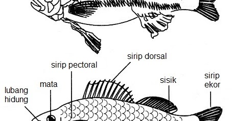Sains 1 2 3: Vertebrata - contoh haiwan persenyawaan dalam