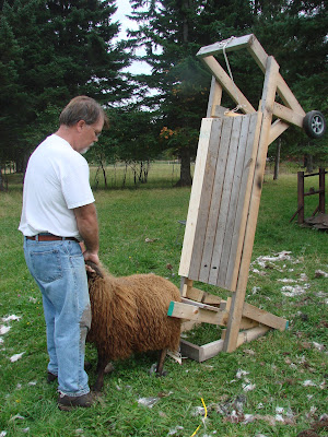Kilpelän Luomutila ja Sen Ympäristö: My Self-Loading Sheep Shearing Table