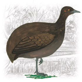 INHAMBU, AZULONA E SURURINA - AVES DA FAMÍLIA TINAMIDAE